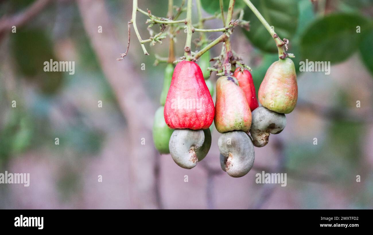 Flawed cashew nut with scars and marks which were caused by disease ...