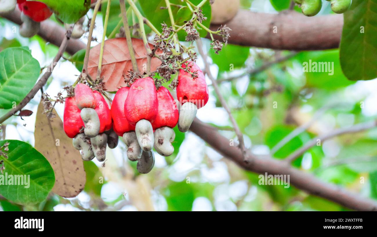 Flawed cashew nut with scars and marks which were caused by disease ...