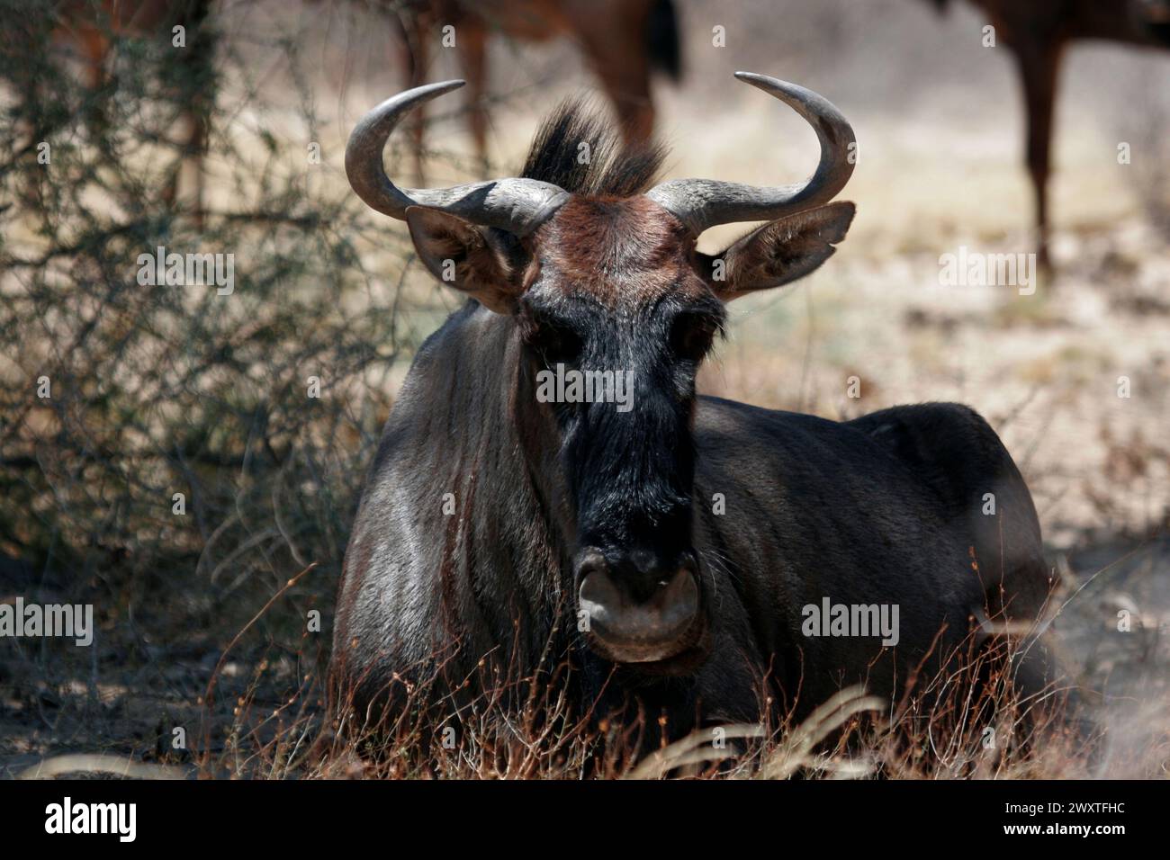 Antelope and buck species of South Africa Stock Photo - Alamy