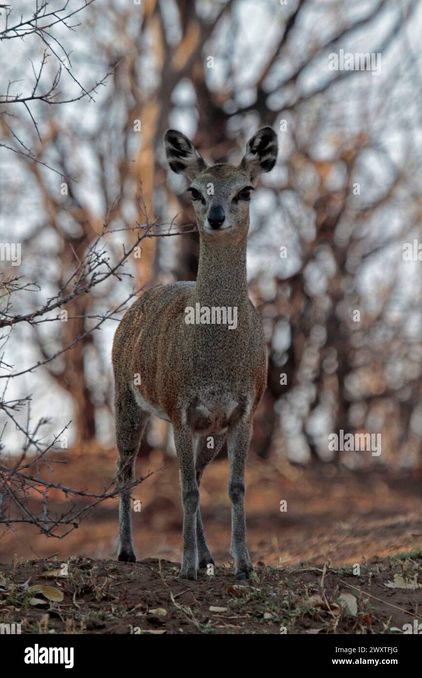 Antelope and buck species of South Africa Stock Photo - Alamy