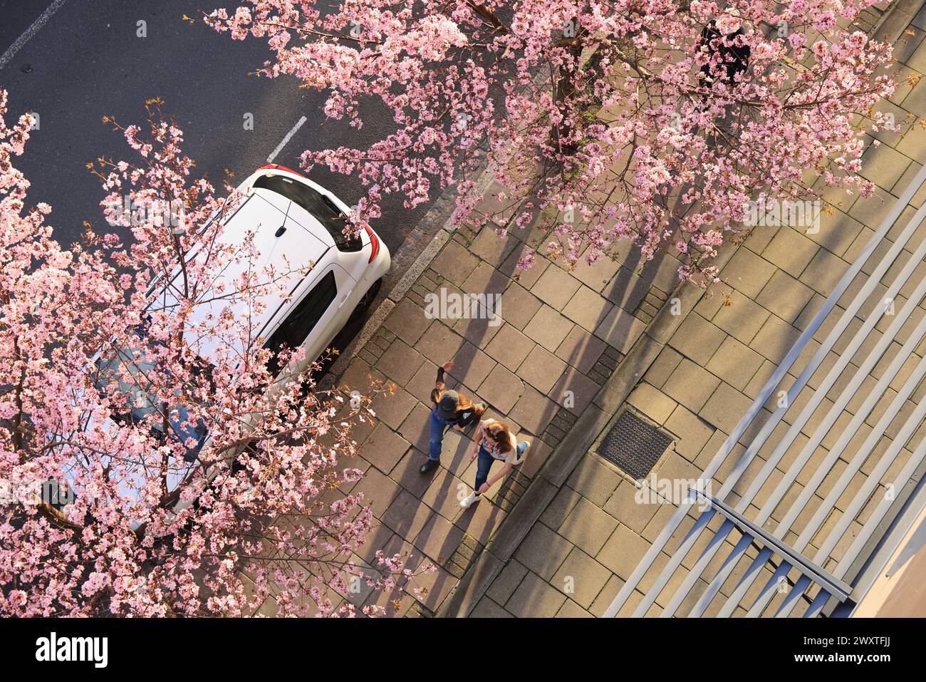 Aerial view of pretty pink spring blossom on Copenhagen Street, near ...