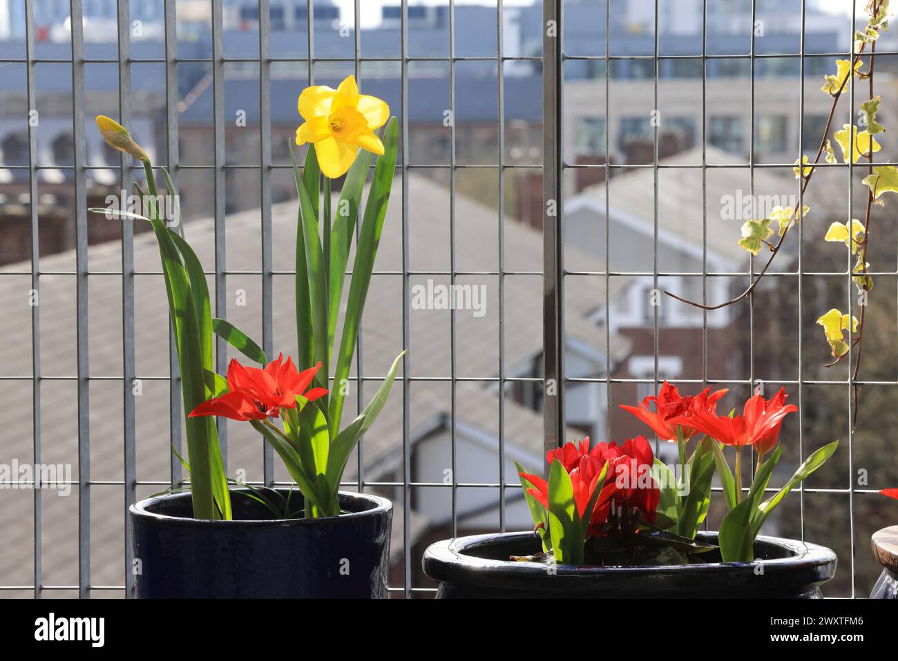 Uk planting daffodil bulbs pot hi-res stock photography and images - Alamy