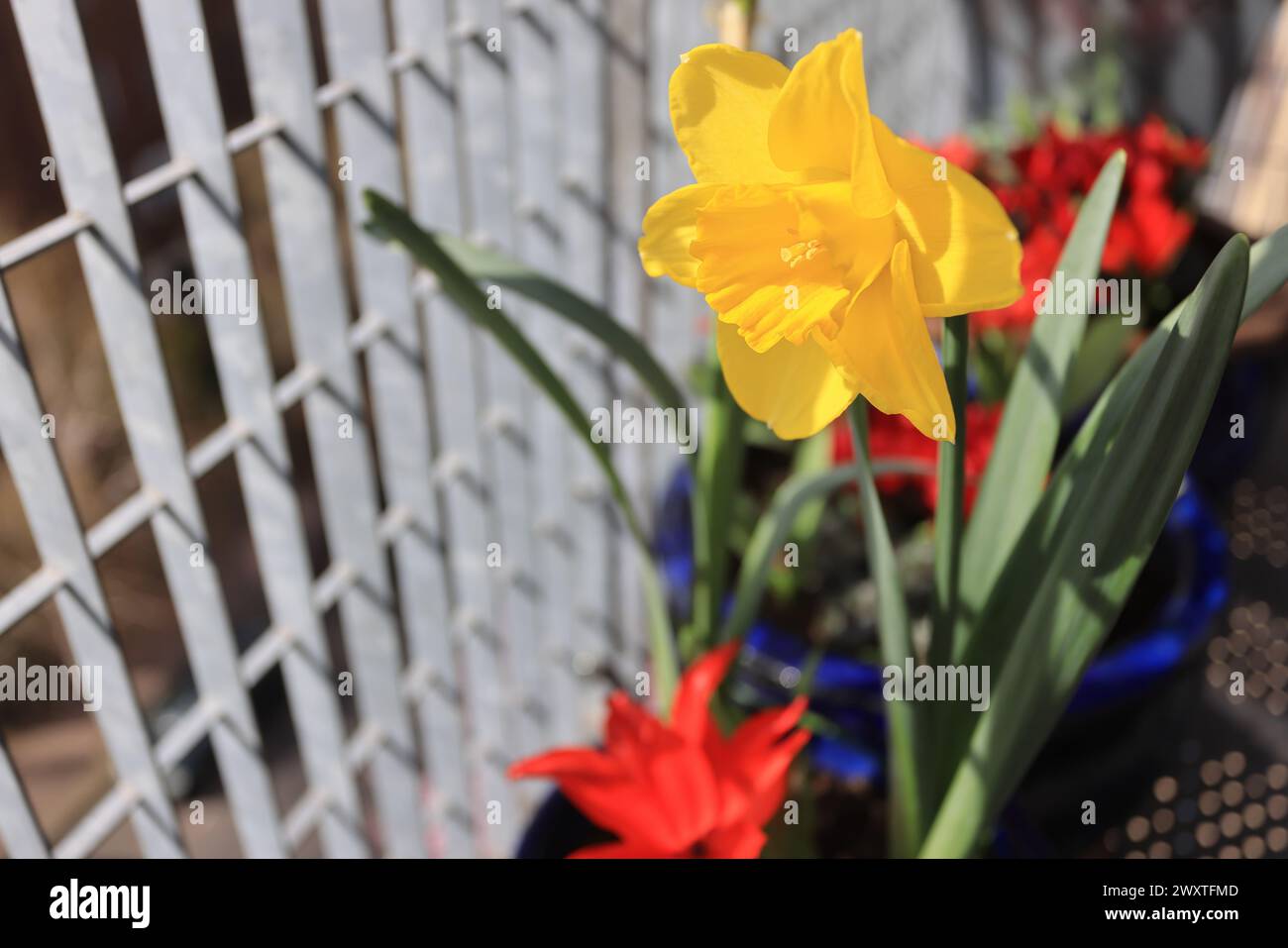 Spring bulbs pots containers hi-res stock photography and images - Alamy