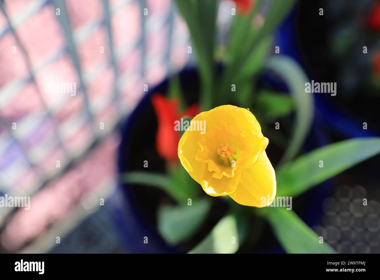 Uk planting daffodil bulbs pot hi-res stock photography and images - Alamy