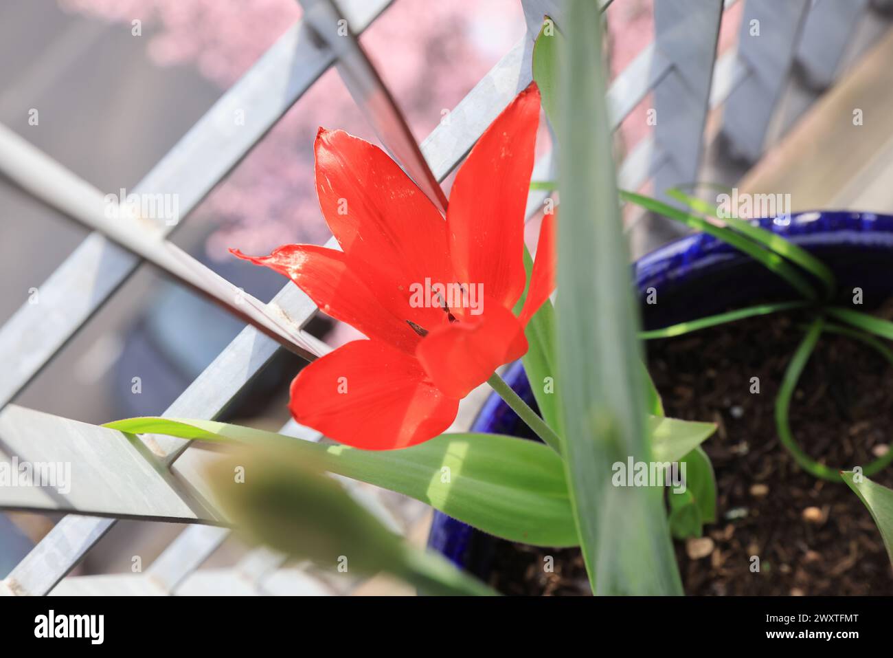 Spring bulbs pots containers hi-res stock photography and images - Alamy