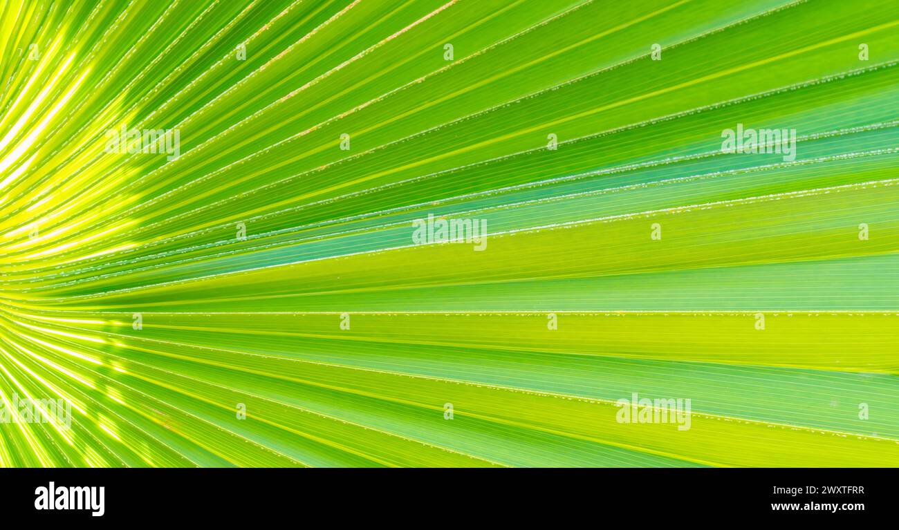 Close up of Palm leaf. Green palm tree leaf close up background Stock ...