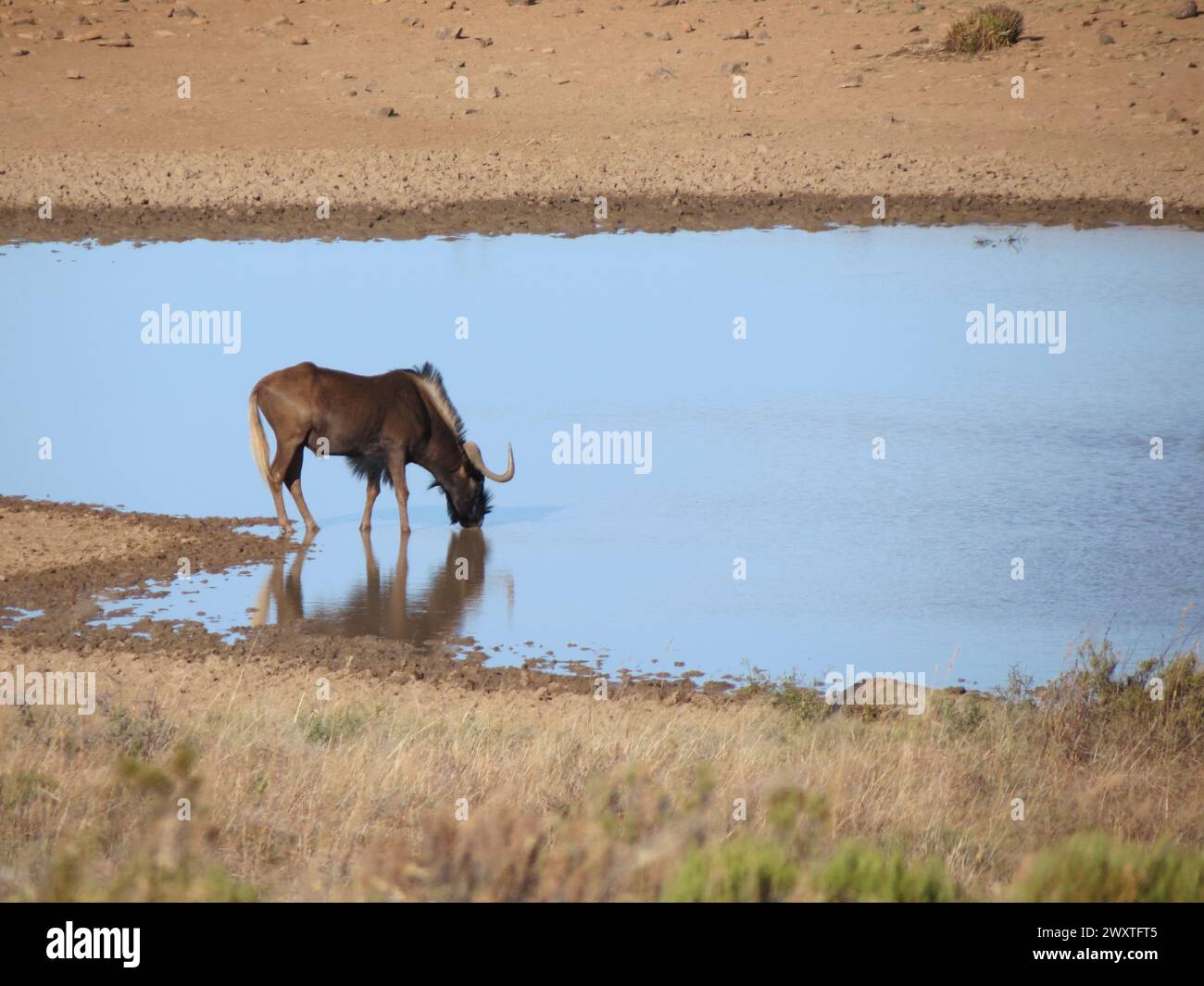 Black wildebees hi-res stock photography and images - Alamy