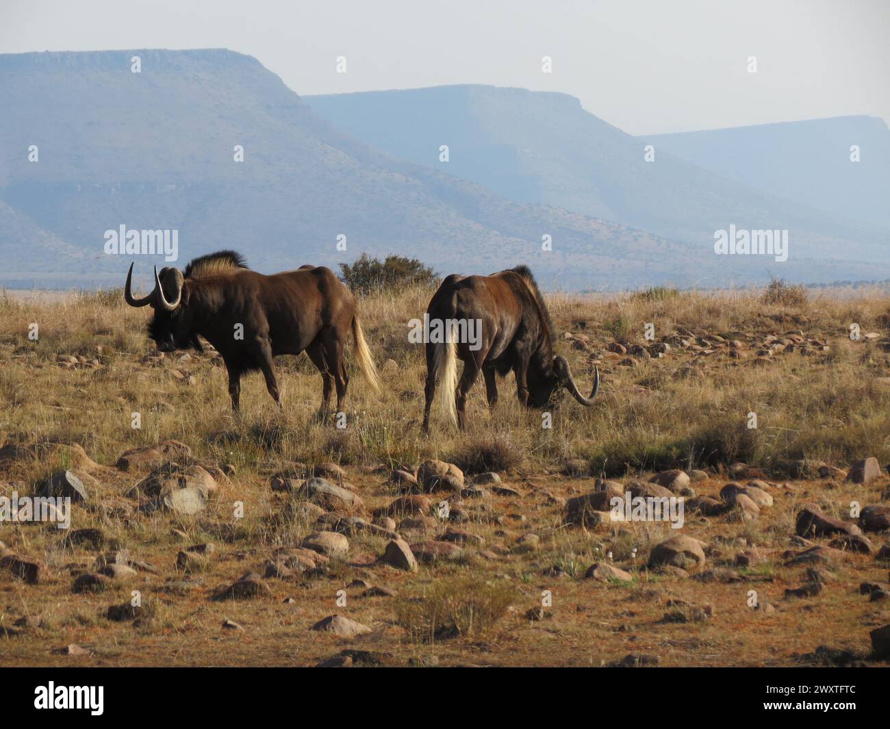 Black wildebees hi-res stock photography and images - Alamy