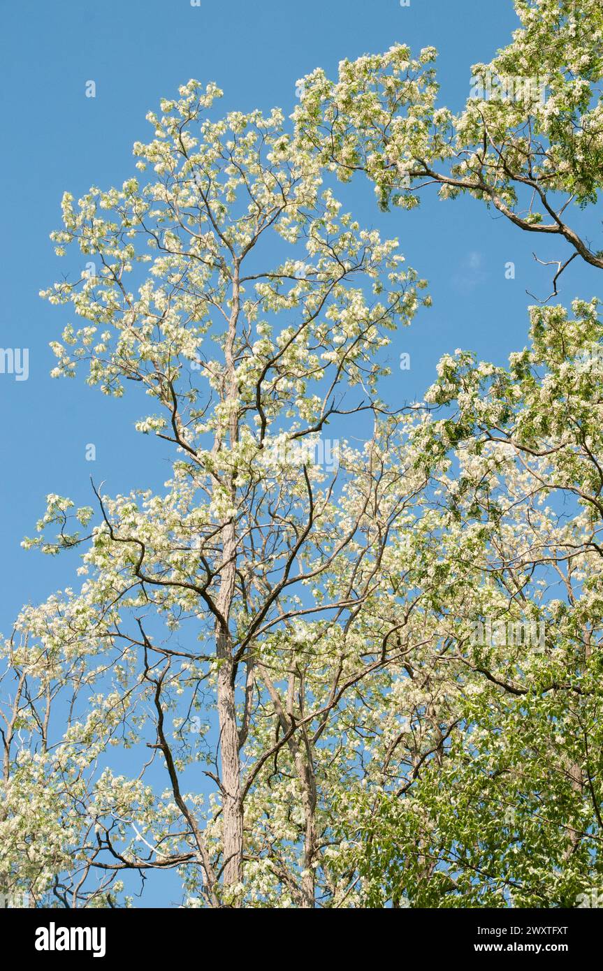 Tall treetops of flowering elm trees Stock Photo - Alamy
