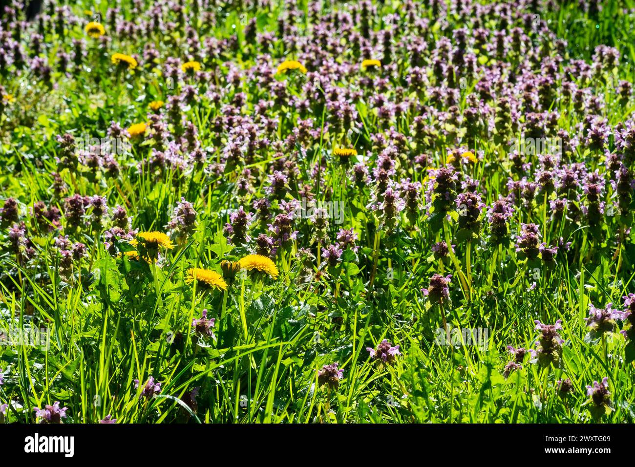 backlit dandelions dandelion taraxacum officinale with red dead nettle ...
