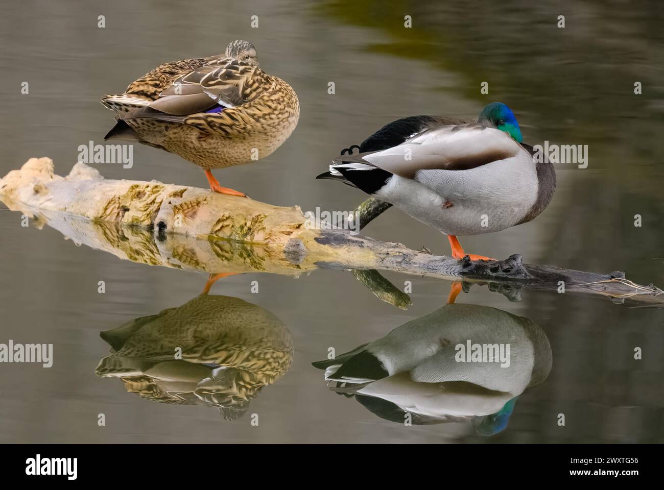 Mirror pose birds hi-res stock photography and images - Alamy