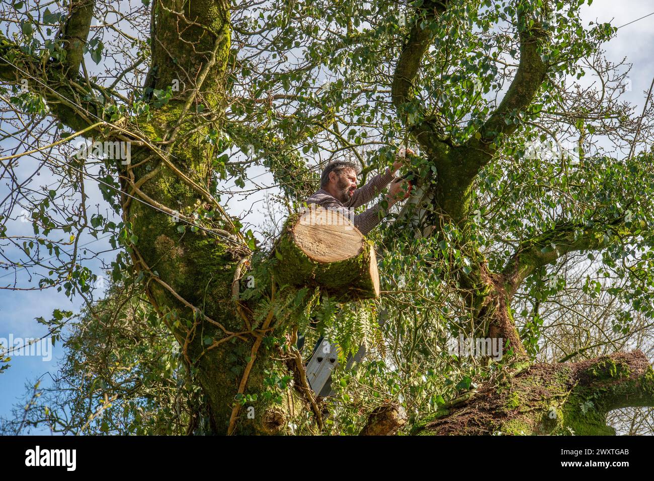 tree surgeon up an oak tree Stock Photo - Alamy