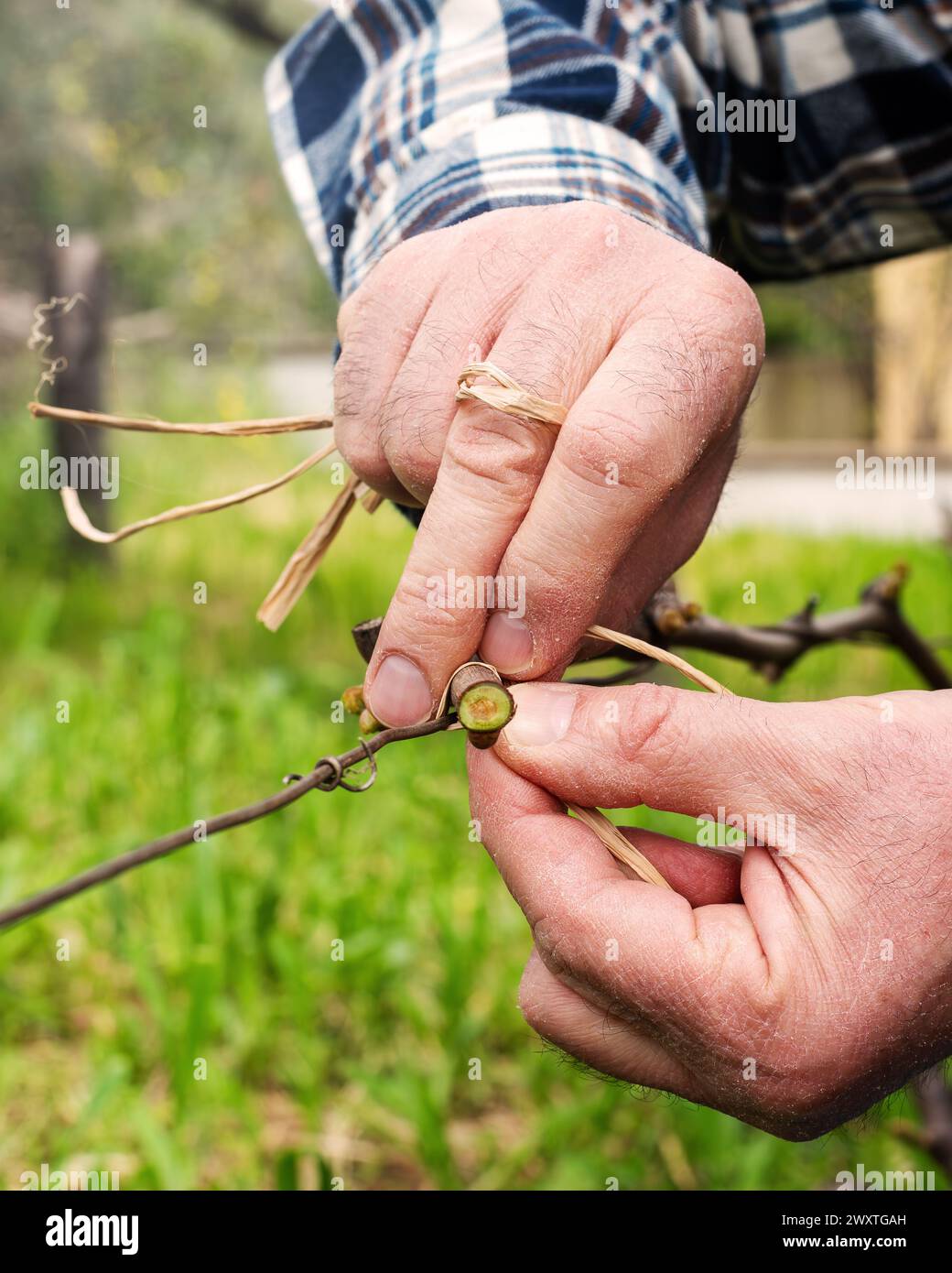 The ligature. Winemaker ties the new shoot to the wire after pruning ...