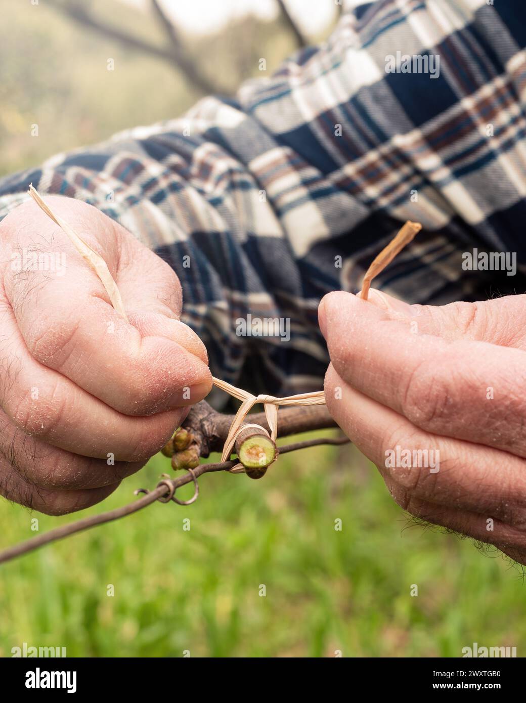 The ligature. Winemaker ties the new shoot to the wire after pruning ...