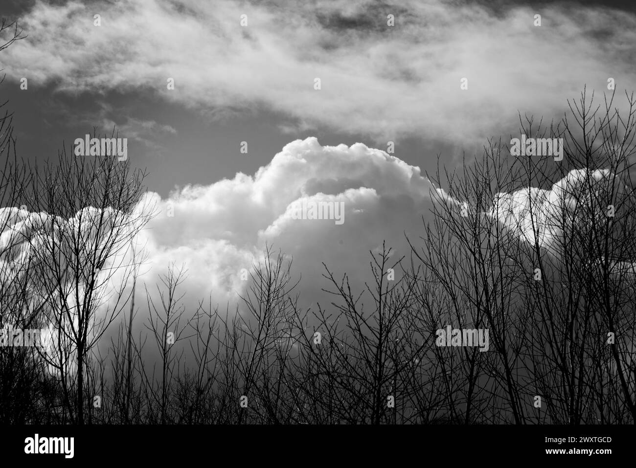 Tall billowing clouds seen through leafless trees Stock Photo - Alamy