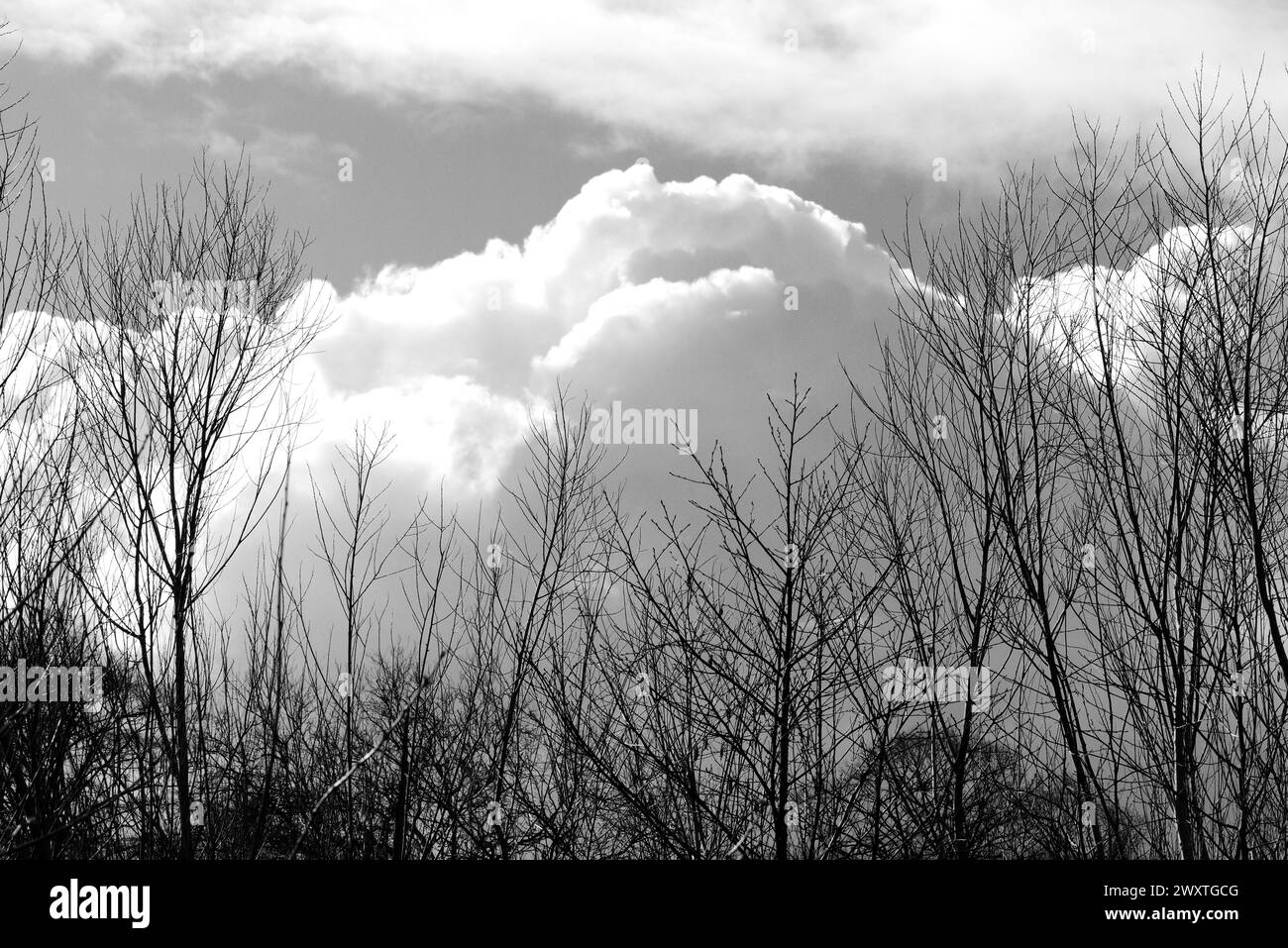 Tall billowing clouds seen through leafless trees Stock Photo - Alamy