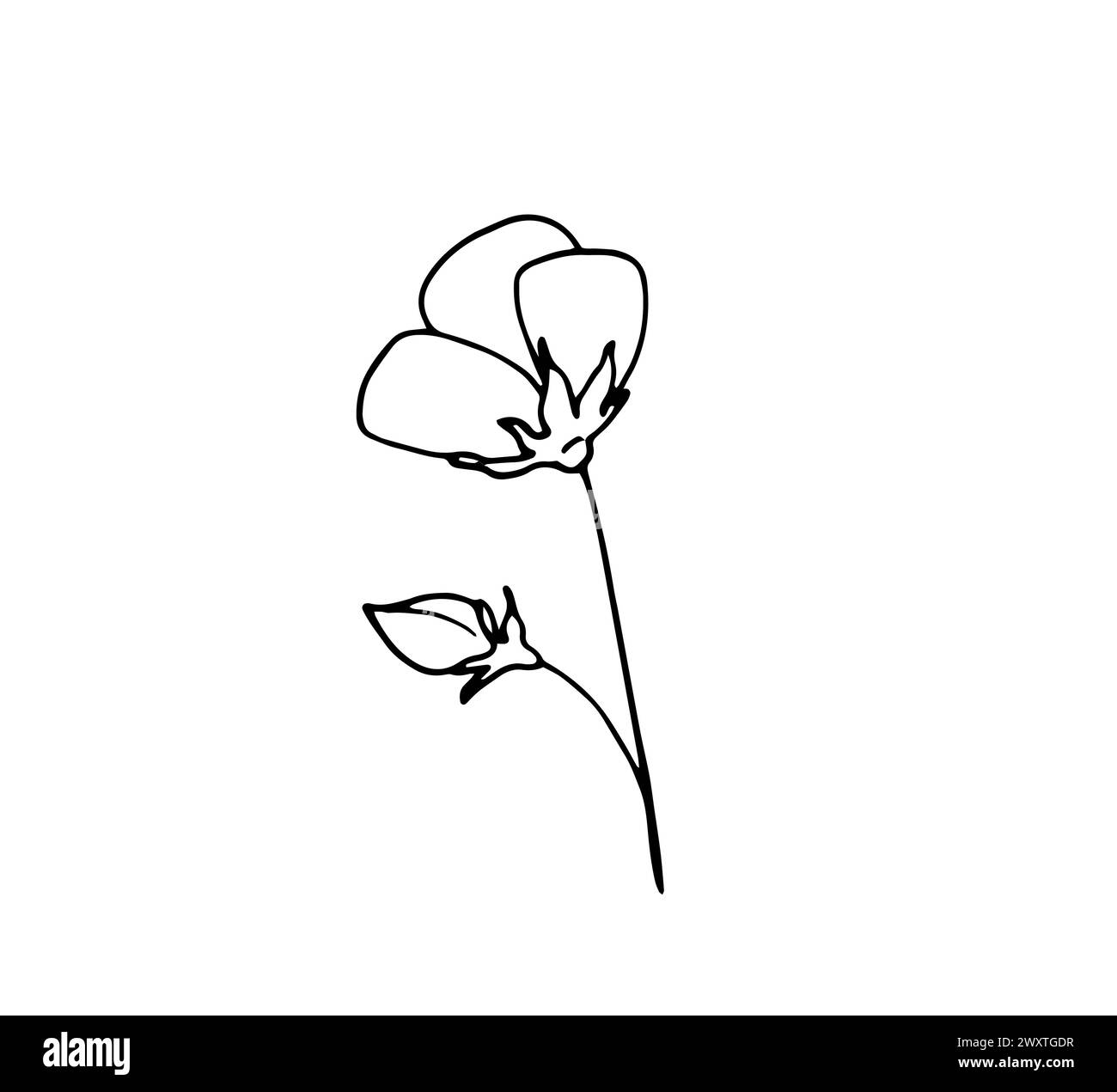 Hand drawn poppy blossom Black and White Stock Photos & Images - Alamy