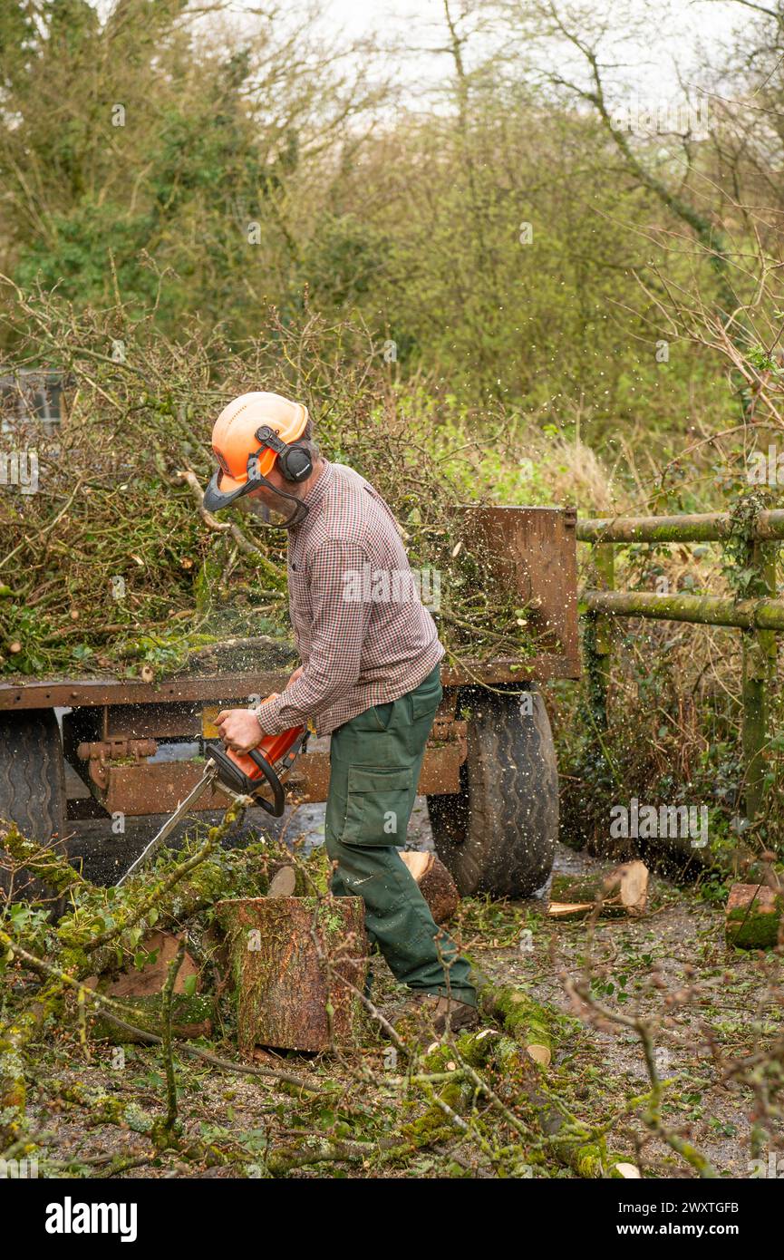 man chainsawing a tree Stock Photo - Alamy