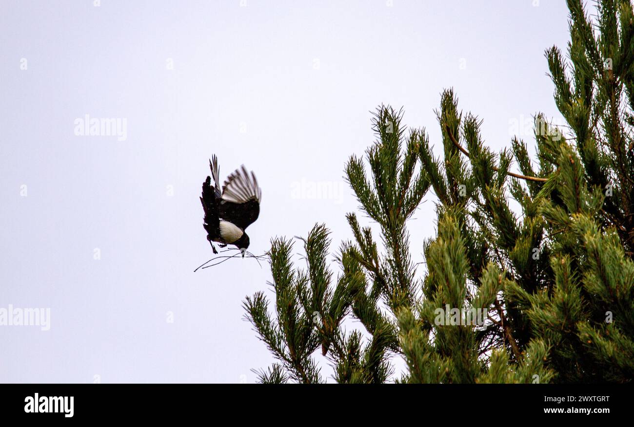 Magpies in flight with nesting material hi-res stock photography and ...