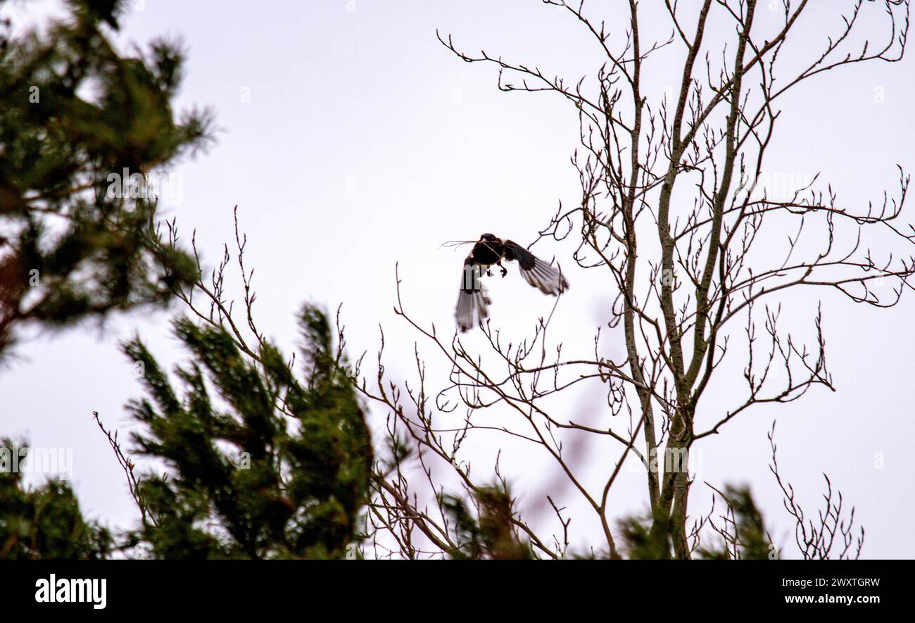 Magpies flying with nesting material hi-res stock photography and ...