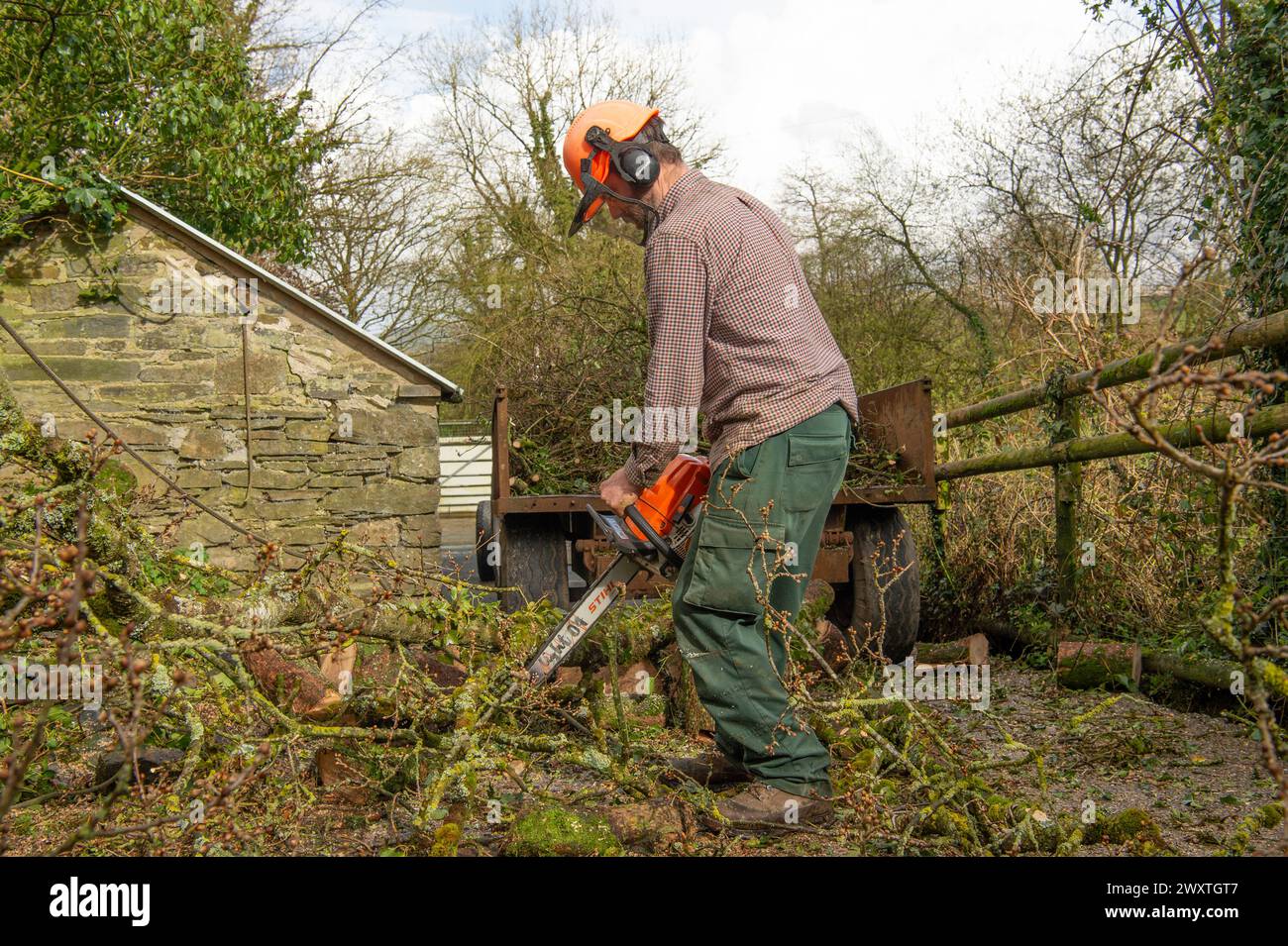 Chainsawing tree hi-res stock photography and images - Alamy