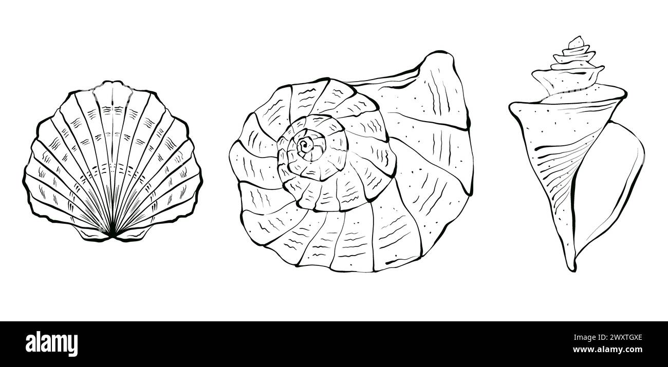 Set of seashells, Underwater world. Hand drawn graphic illustration of ...