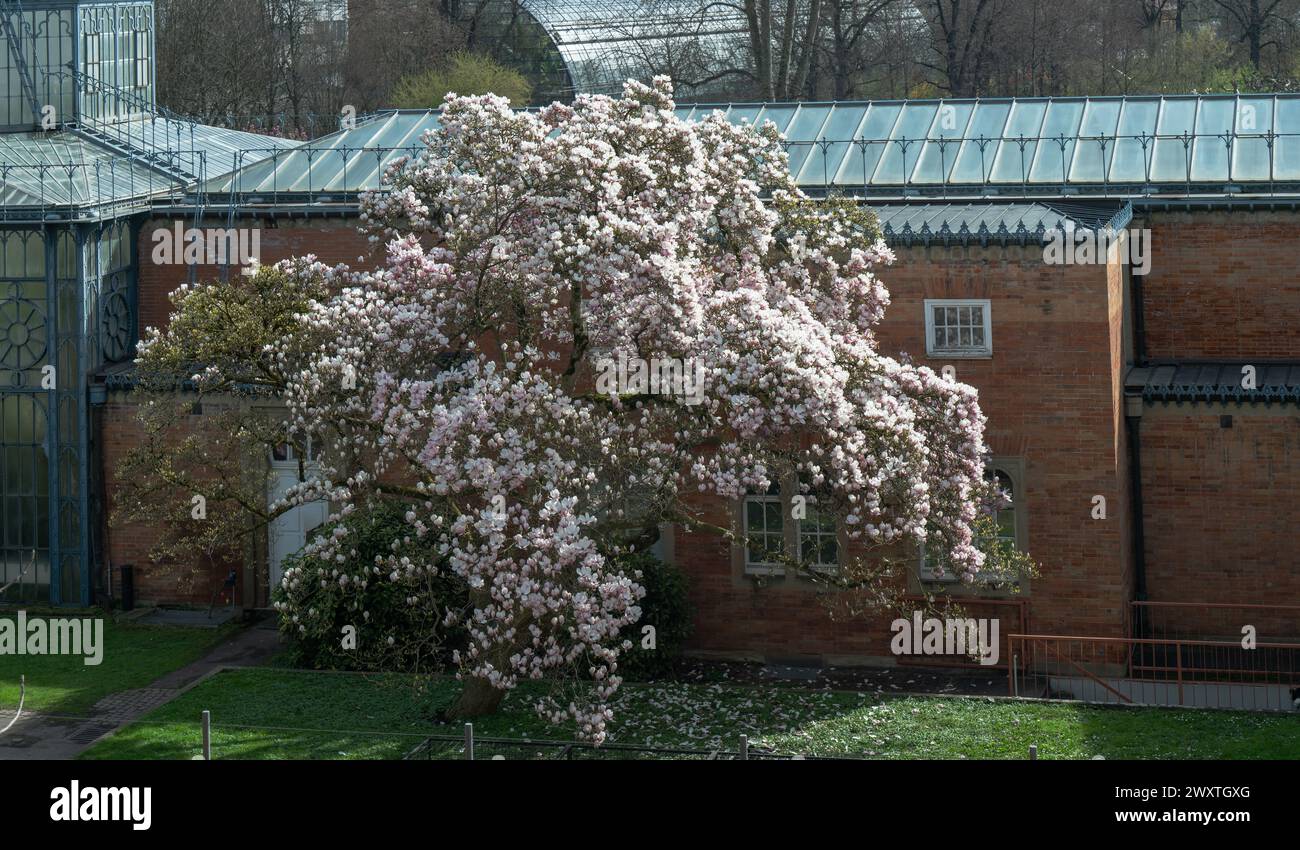 The magnolia blossoms in Wilhelma Stuttgard. Baden Wuerttemberg ...