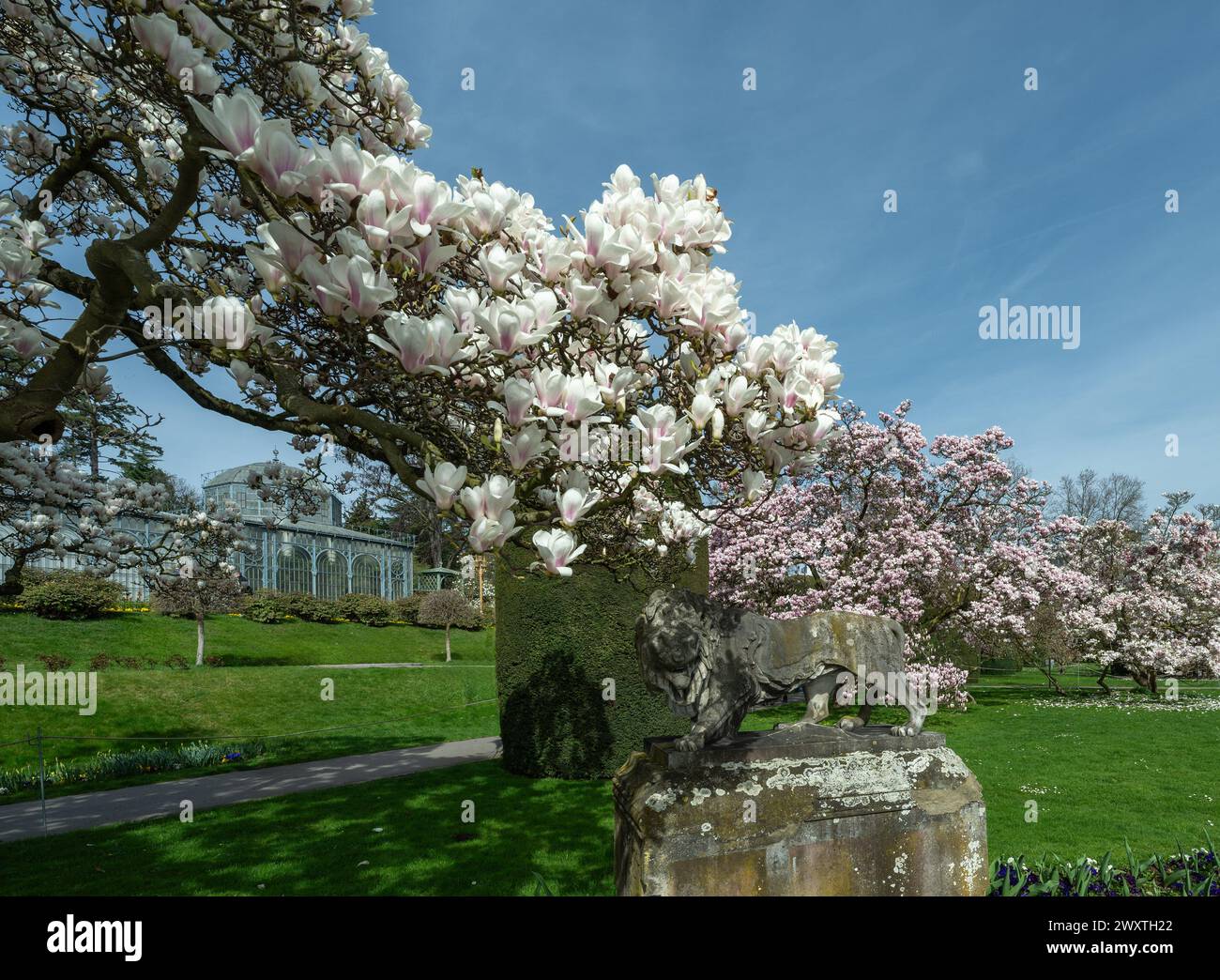 The magnolia blossoms in Wilhelma Stuttgard. Baden Wuerttemberg ...