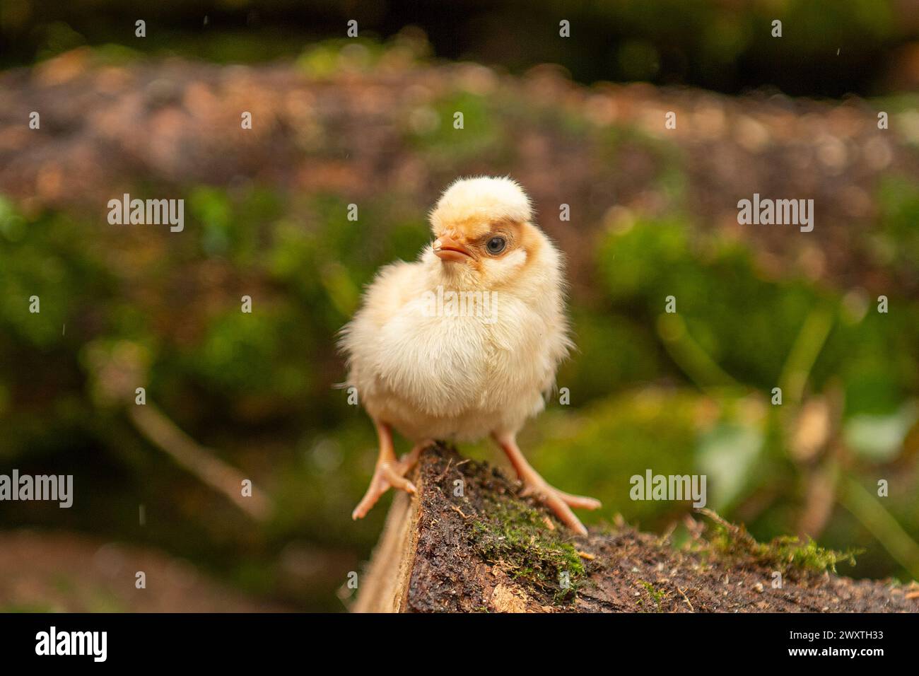 Poland bantam chick Stock Photo - Alamy