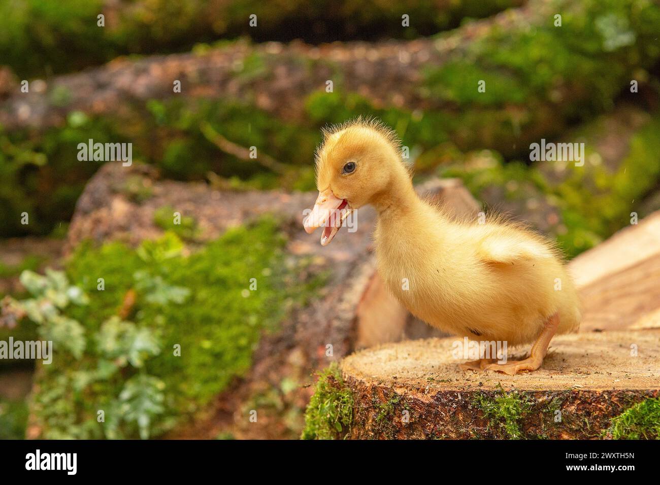 Duckling facing camera hi-res stock photography and images - Alamy