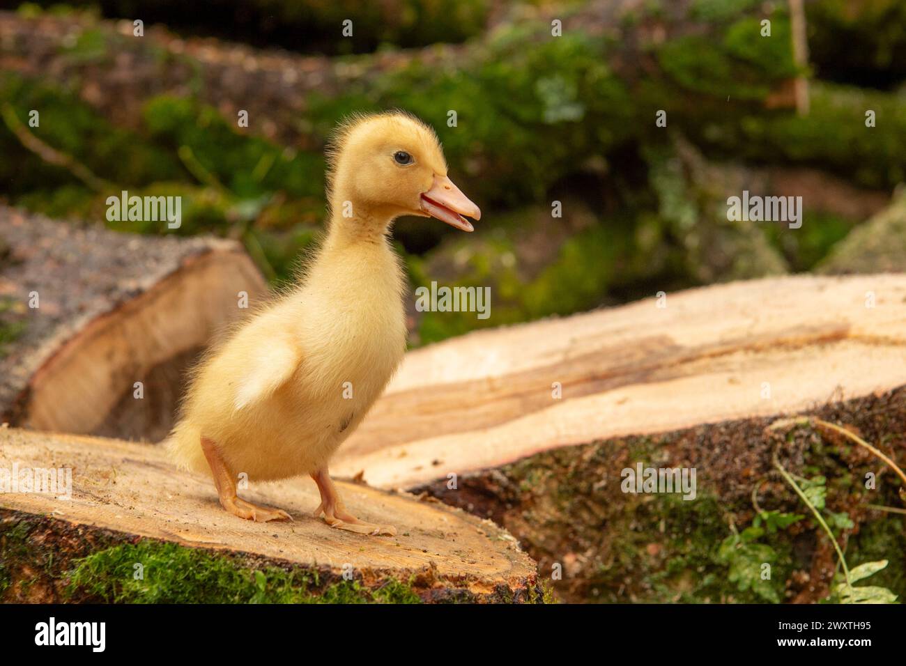 Male duckling hi-res stock photography and images - Alamy