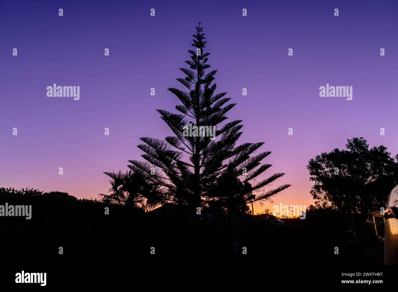 New zealand conifer tree hi-res stock photography and images - Alamy
