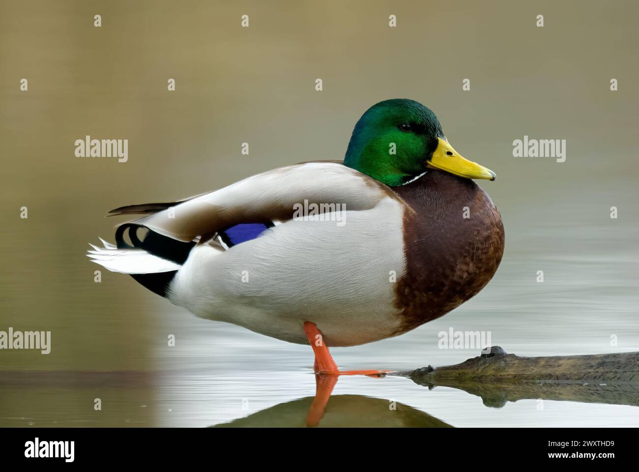 Mallard duck, Anas platyrhynchos male sitting on wood in the lake. Side ...