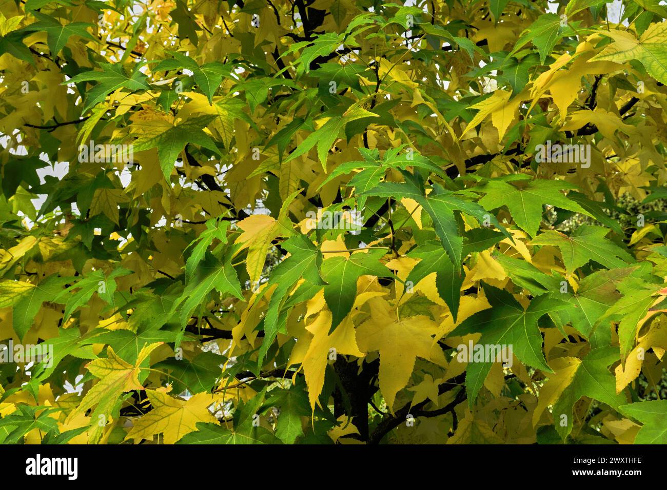Japanese maple leaves, Acer palmatum in green yellow color. Ornamental ...