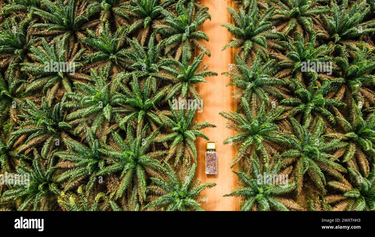 Aerial drone palm oil plantations hi-res stock photography and images - Alamy