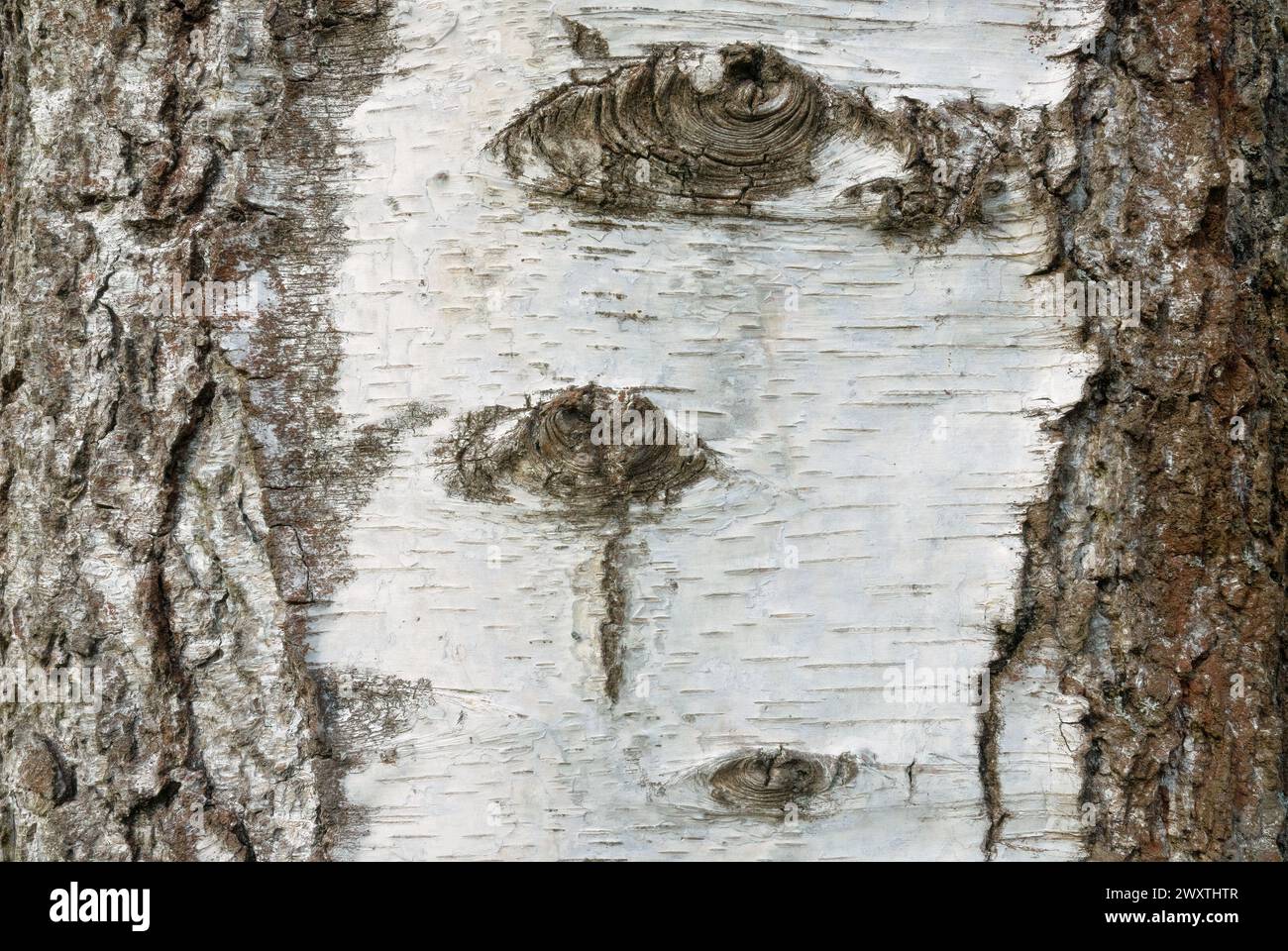 Betula pendula texture hi-res stock photography and images - Alamy
