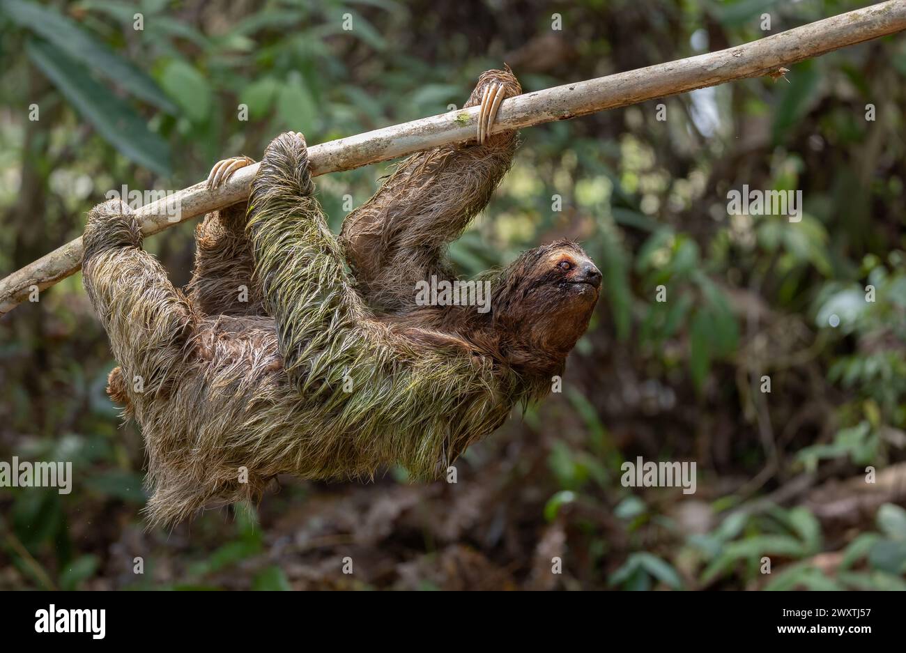 Three-toed sloth in the tropical rainforest of Costa Rica Stock Photo - Alamy