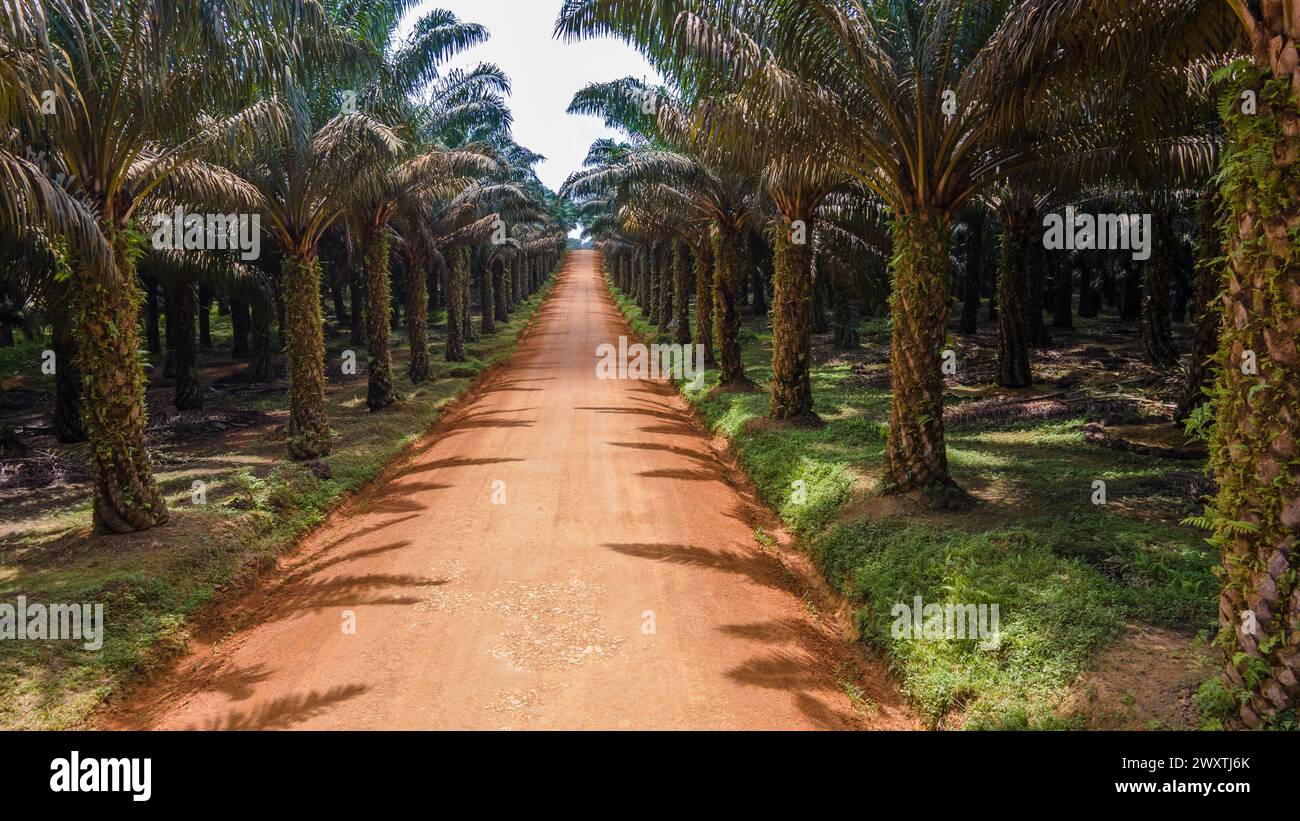 Green palm plantations in hi-res stock photography and images - Alamy