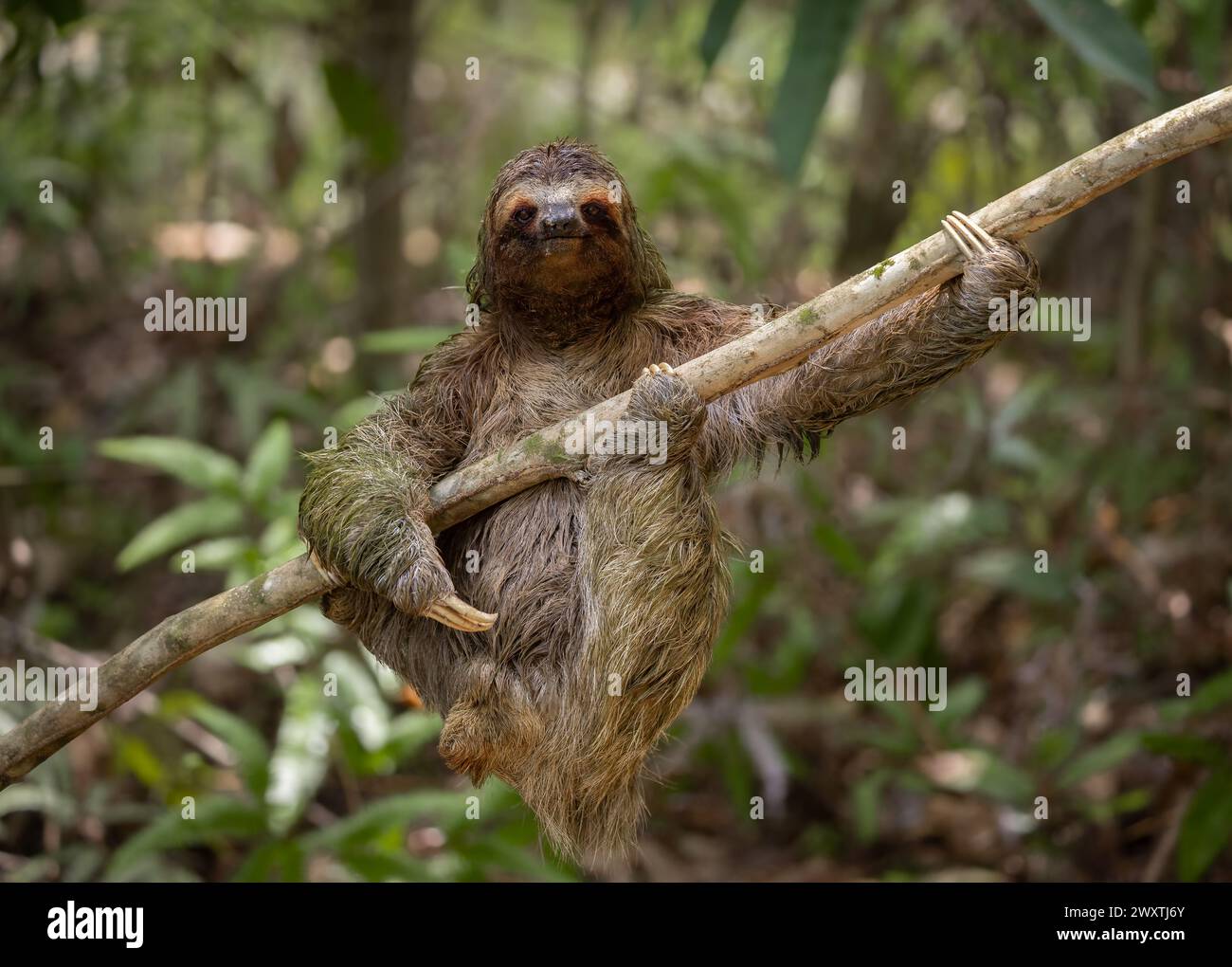 Three-toed sloth in the tropical rainforest of Costa Rica Stock Photo ...