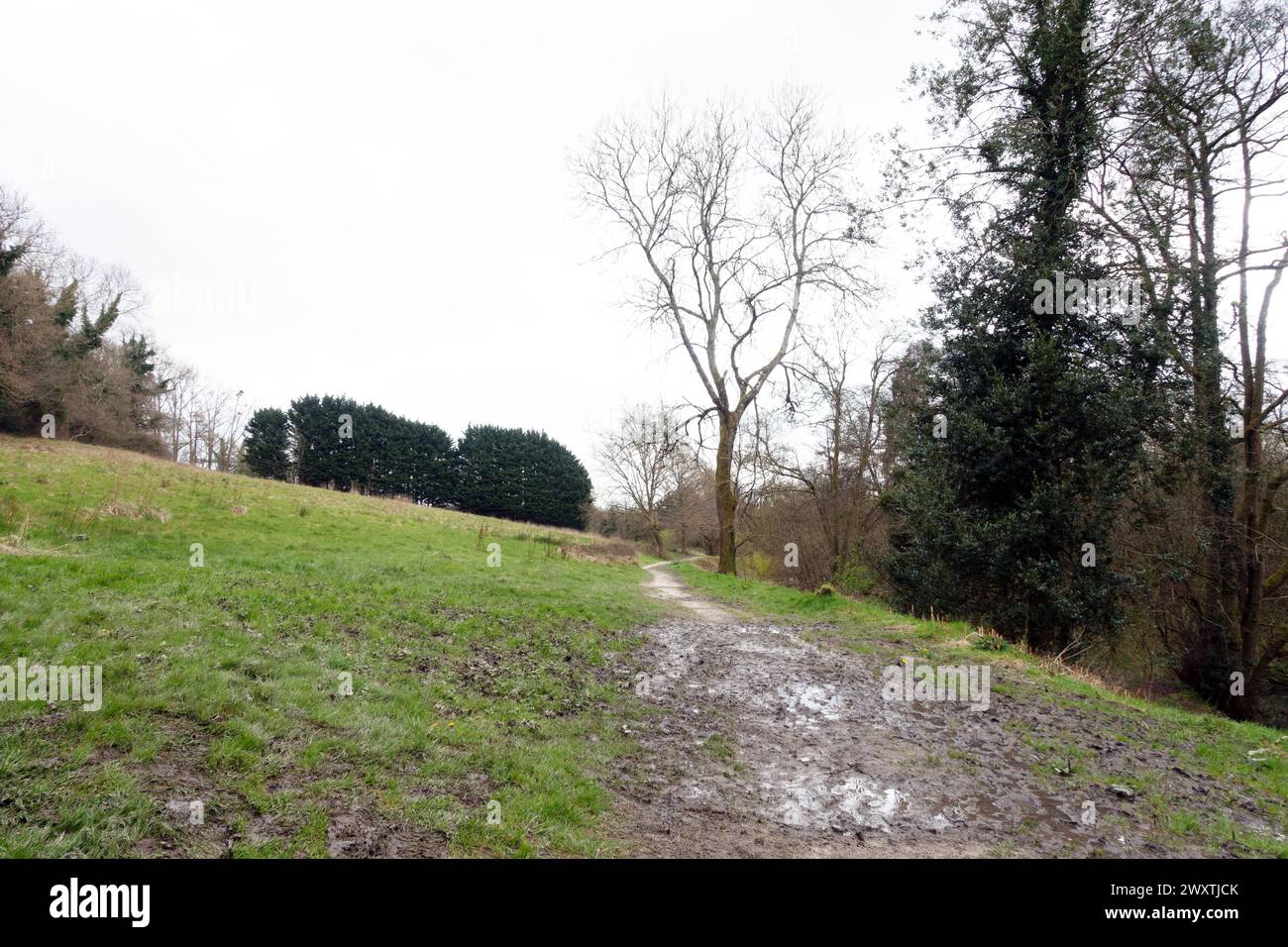 A British Woodland Scenery Walk through a Walking Trail With Path Stock ...