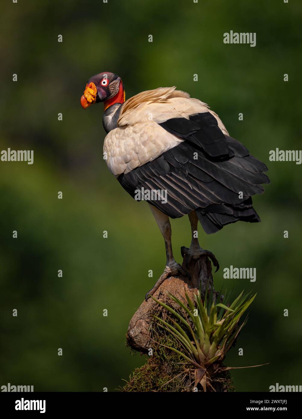 King vulture in the tropical rainforest of Costa Rica Stock Photo - Alamy