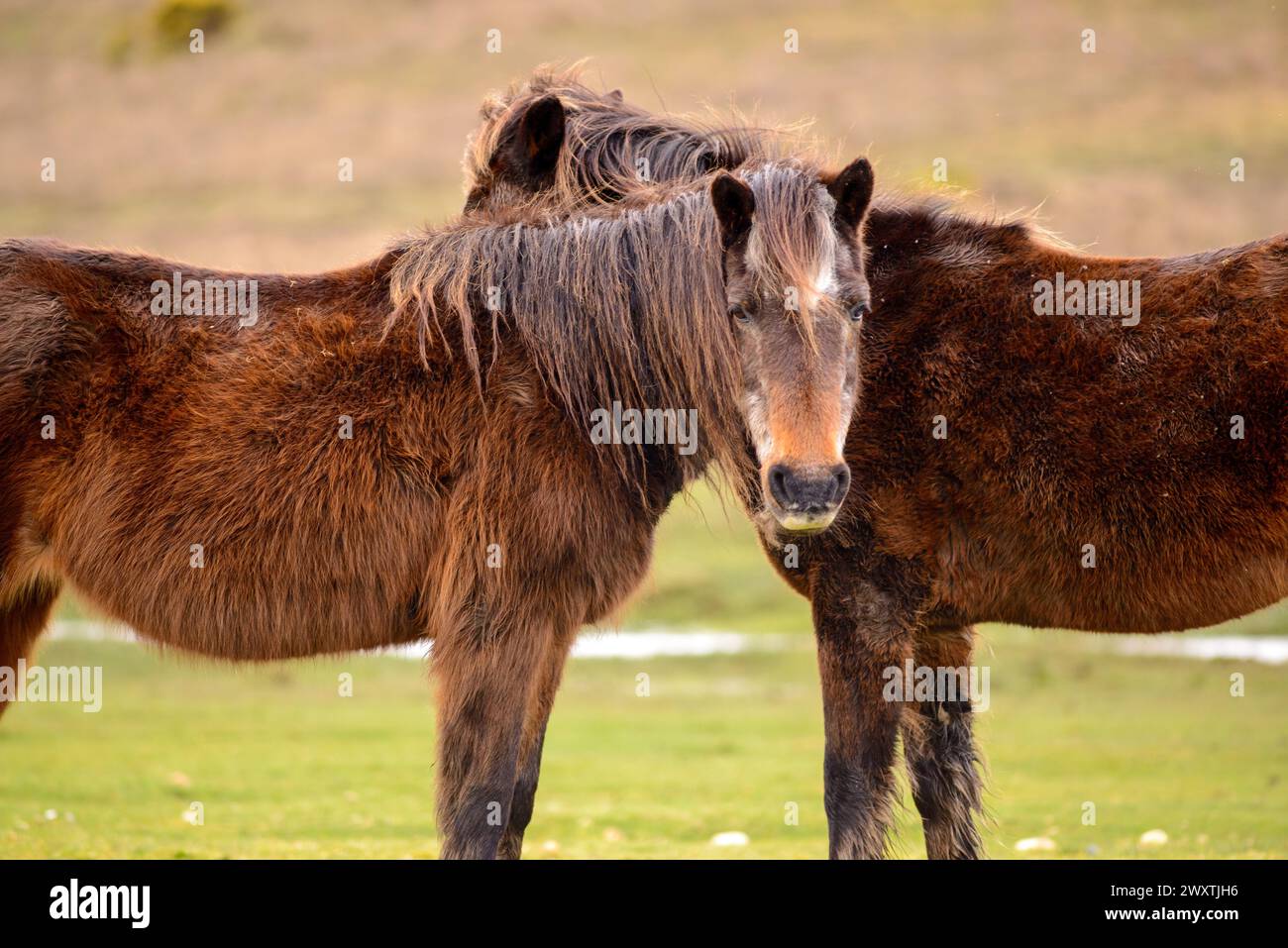 New Forest ponies, sodden and soaking wet after rain Stock Photo - Alamy