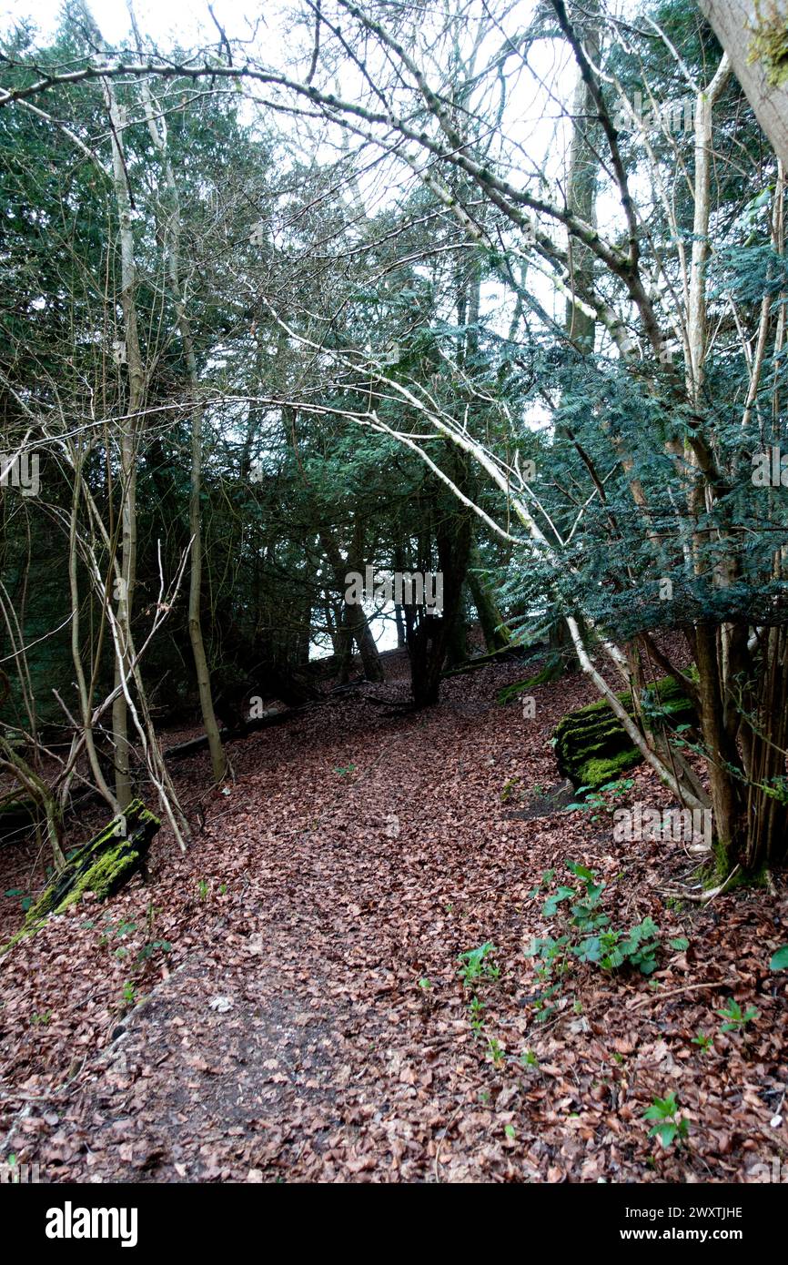 A British Woodland Scenery Walk through a Walking Trail With Path Stock ...