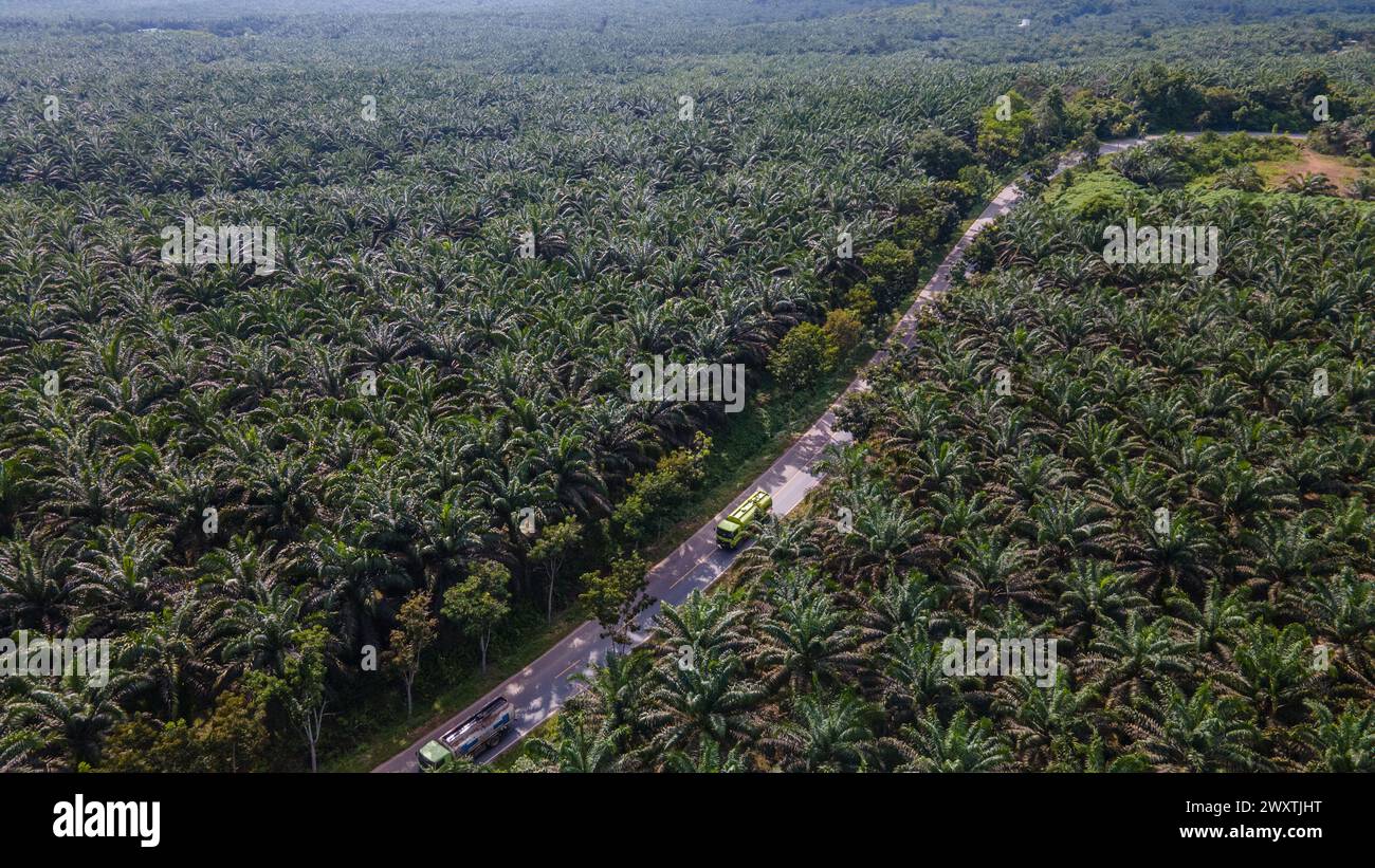 Atmosphere of oil palm plantations in West Kalimantan Stock Photo - Alamy