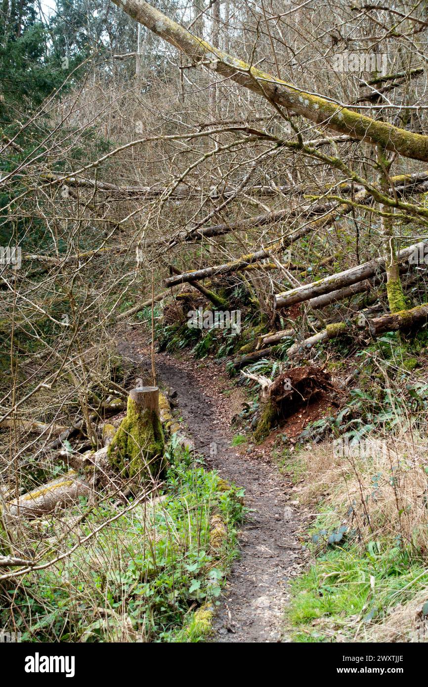 A British Woodland Scenery Walk through a Walking Trail With Path Stock ...