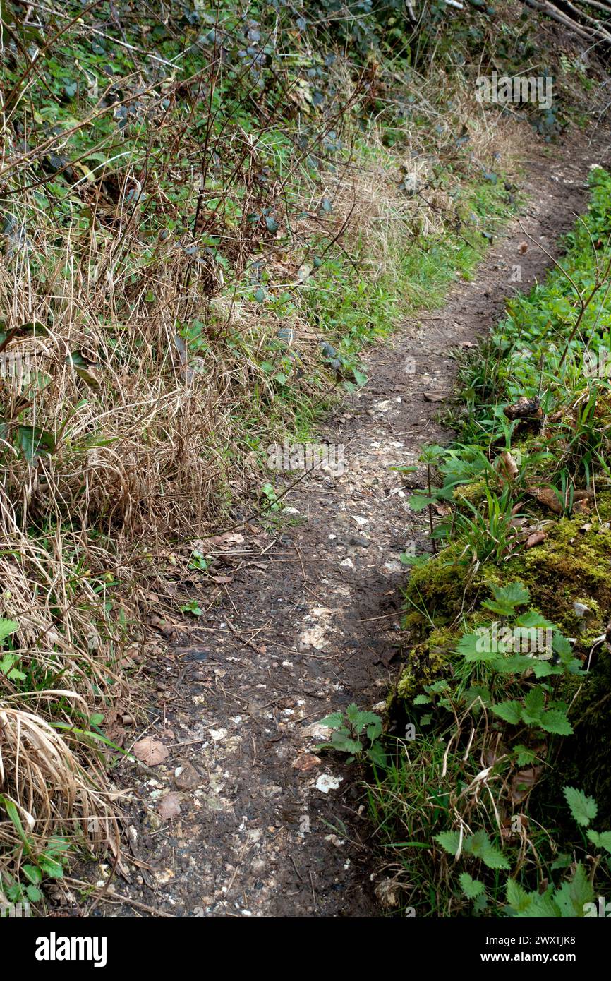 A British Woodland Scenery Walk through a Walking Trail With Path Stock ...