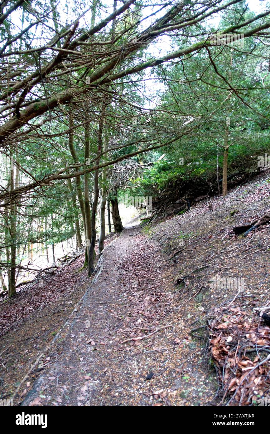A British Woodland Scenery Walk through a Walking Trail With Path Stock ...