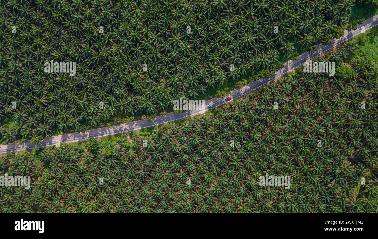Aerial view oil palm plantations hi-res stock photography and images - Alamy