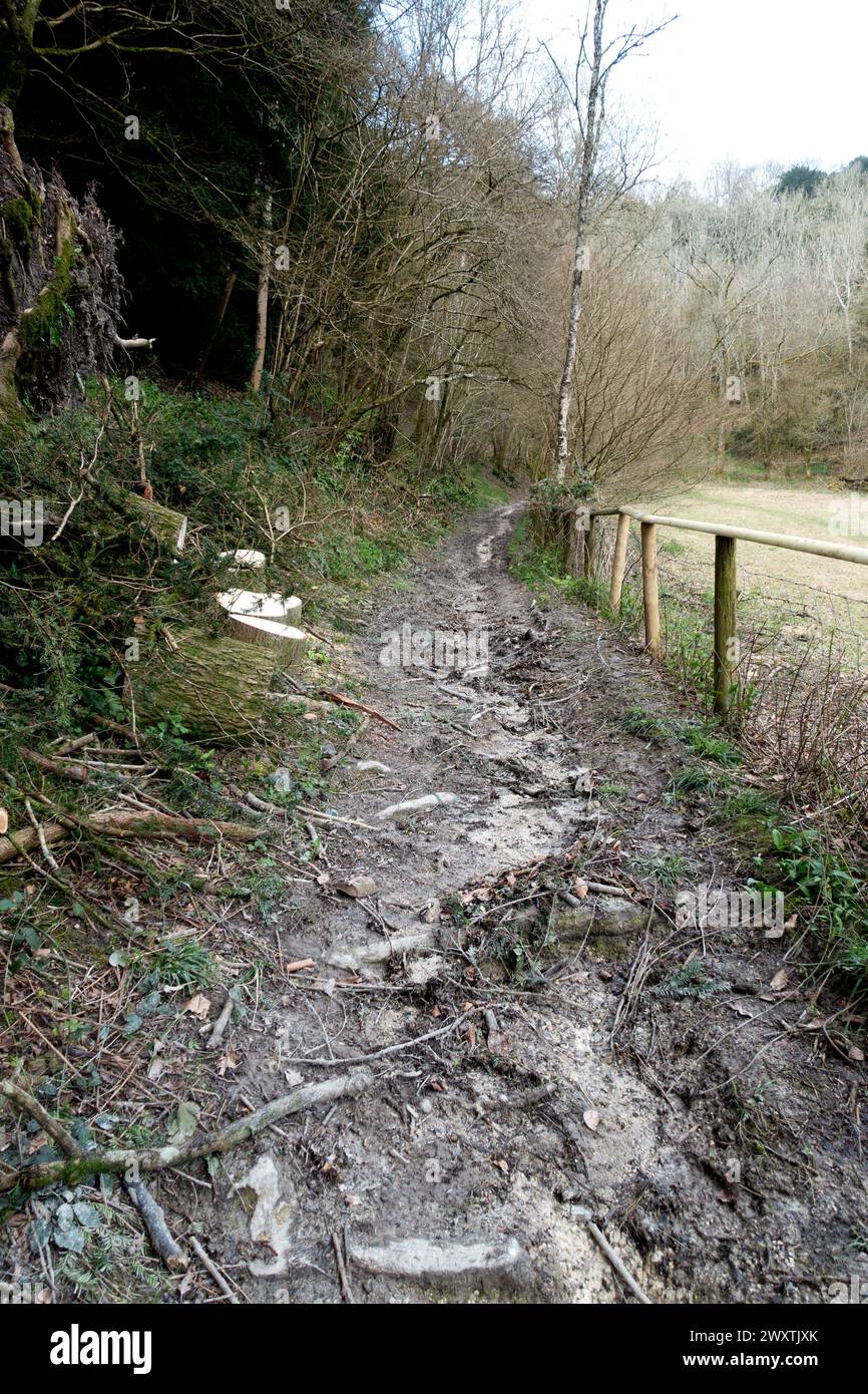 A British Woodland Scenery Walk through a Walking Trail With Path Stock ...