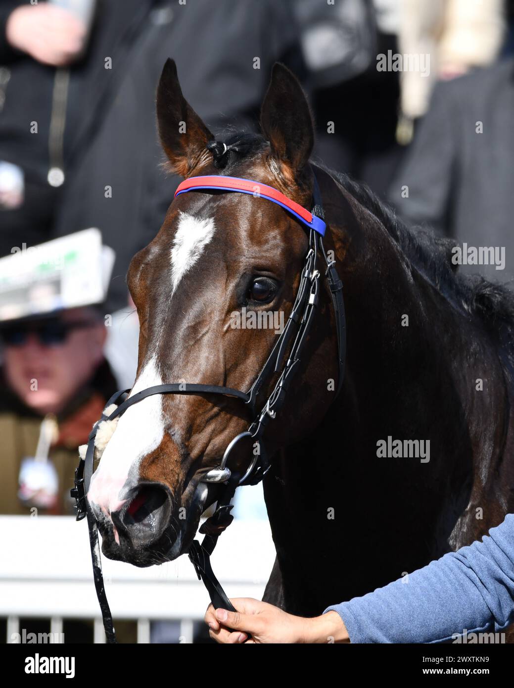 Racehorse CUBAN TIGER - XI All-Weather Championships Stock Photo - Alamy